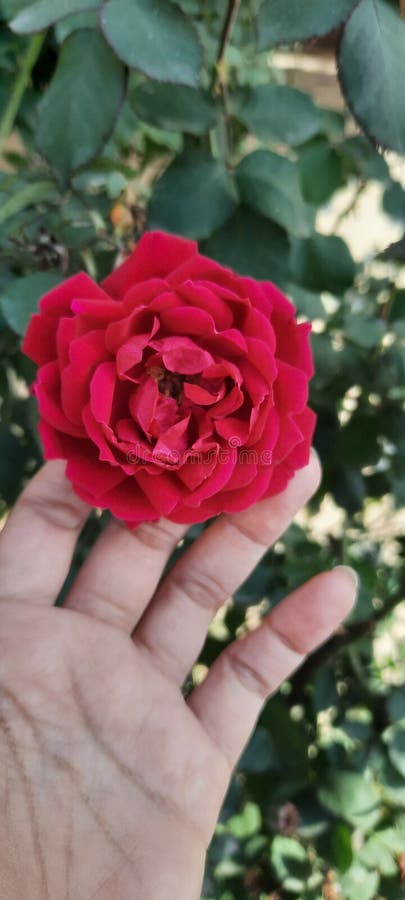 Summer Red Rose with Small Size Petals Stock Image - Image of blossom ...