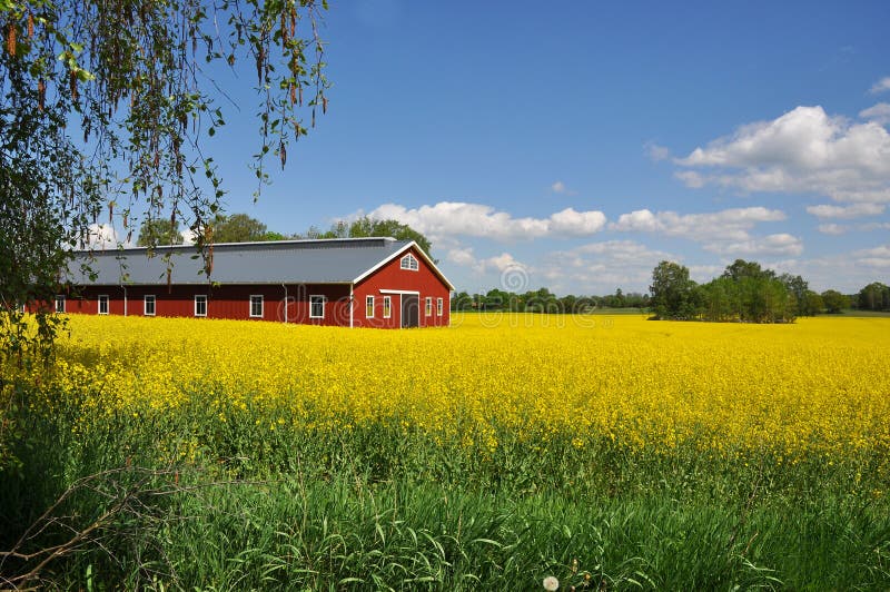 Prosperous Farm stock photo. Image of field, grass, roof - 176934