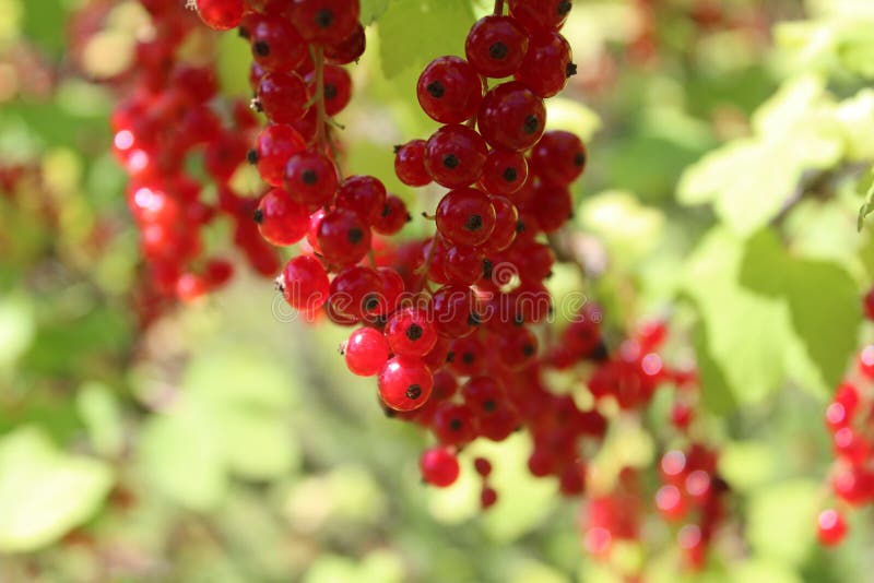 Ribbies Stock Photos - Free & Royalty-Free Stock Photos from Dreamstime