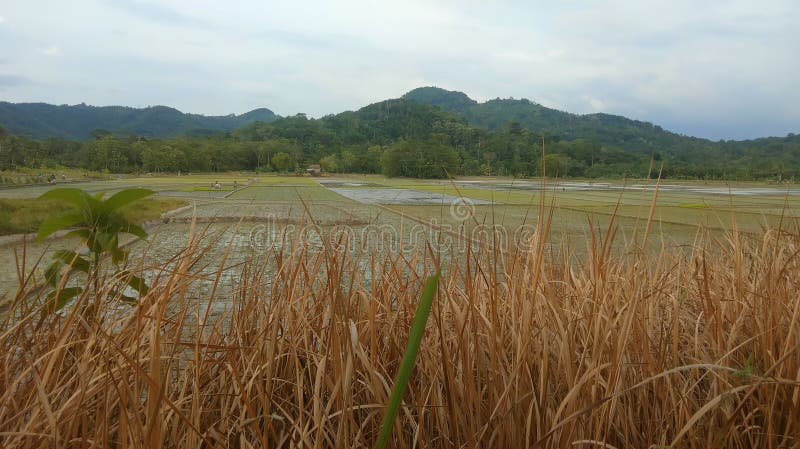 Summer Rice Fields Under the Mountains Stock Photo - Image of grassland ...