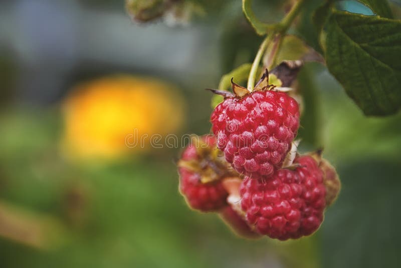 Summer-ripe Raspberries in the Natural Environment Stock Image - Image ...