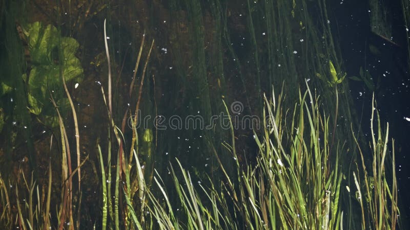 Summer River with Algae Sunlight Daytime Flow. Top View Stock Footage ...