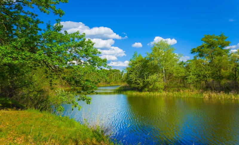 Summer River with Forest on Coast Under a Sparkle Sun Stock Image ...