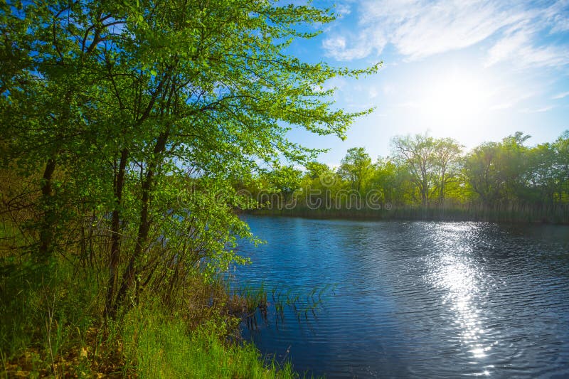 Summer River with Forest on Coast at Sunny Day Stock Photo - Image of ...