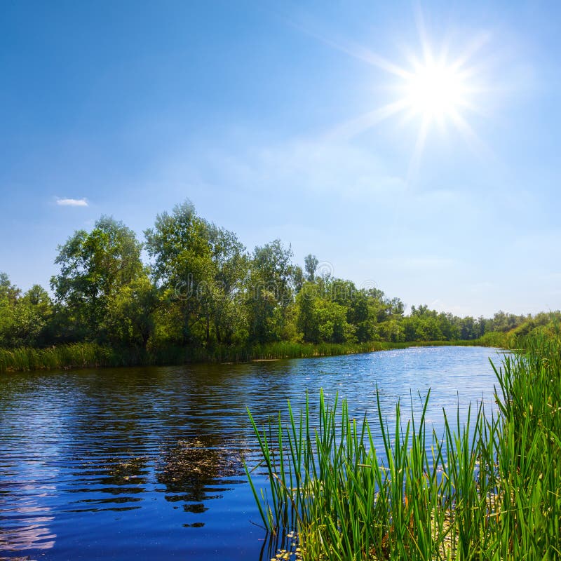 Summer River with Forest on Coast at Sunny Day Stock Photo - Image of ...