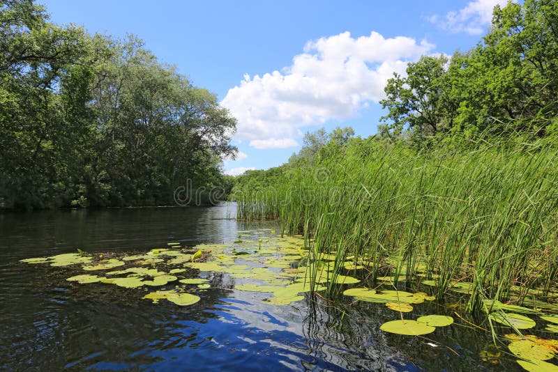 Summer on river stock photo. Image of landscape, outdoor - 66943566
