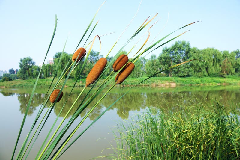 Cattail Fruit Photos - Free & Royalty-Free Stock Photos from Dreamstime