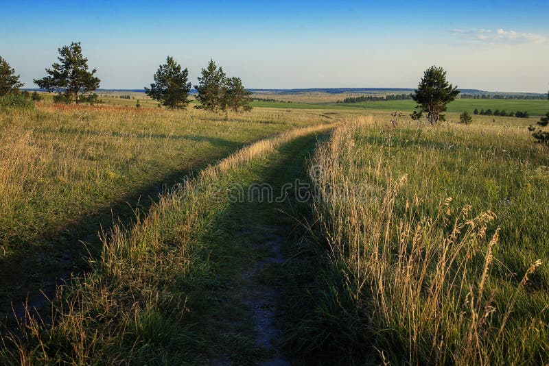Road in a Field with Grass. Near Pine Stock Photo - Image of ...