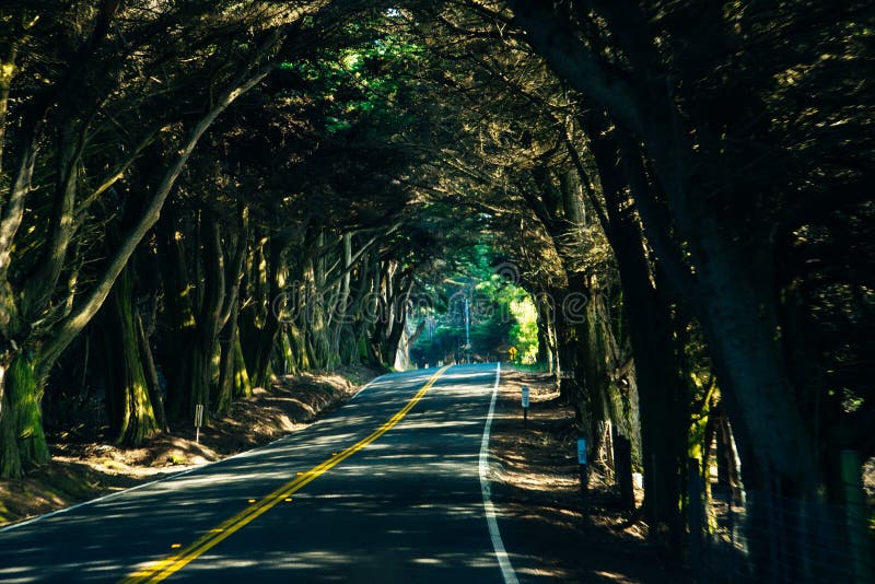 Summer Road through the Forest Stock Photo - Image of motion, highway ...