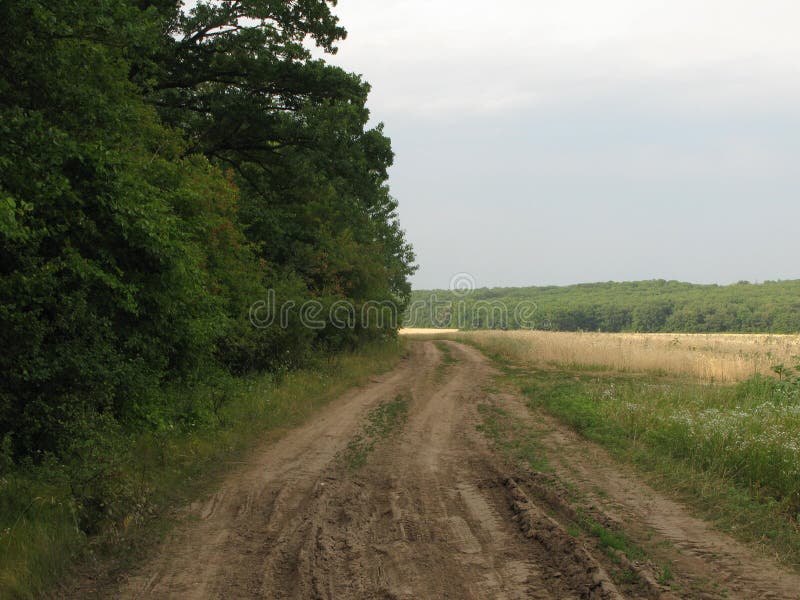 Summer Road between Forest and Field Stock Image - Image of road, trees ...