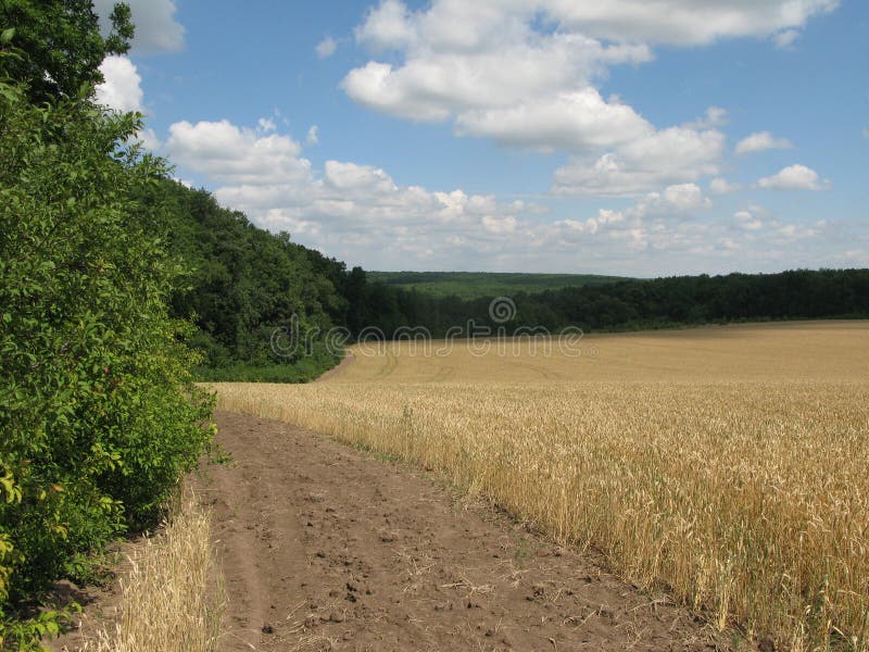 Summer Road between Forest and Field Stock Image - Image of trees ...