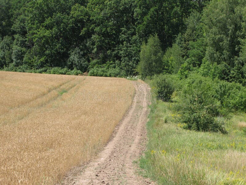 Summer Road between Forest and Field Stock Photo - Image of trees ...