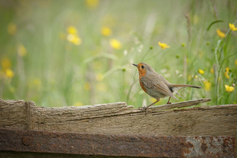 Summer robin stock photo. Image of perch, bird, breast - 73812758