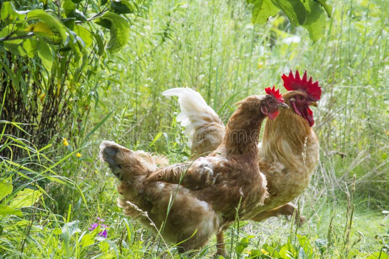 A Rooster and a Free-range Chicken on the Grass in the Countryside ...