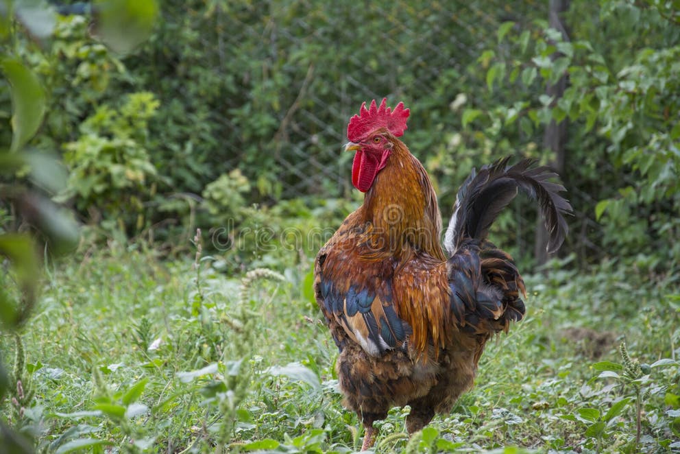 In the Summer a Rooster in the Grass in the Garden Stock Photo - Image ...