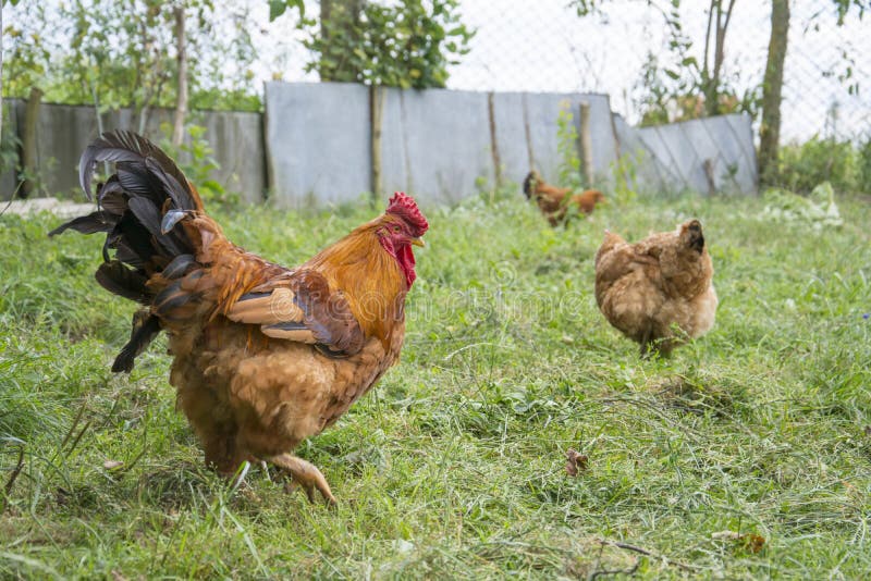 In the Summer a Rooster and a Hen are in the Garden Stock Image - Image ...