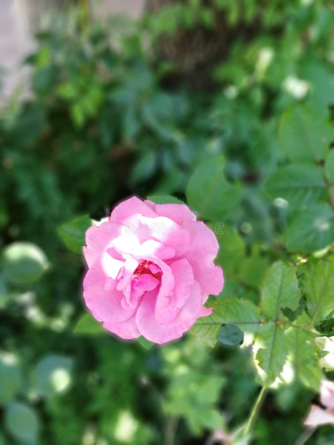 Summer Rose Flower Purple Beautiful Summer Stock Image - Image of ...