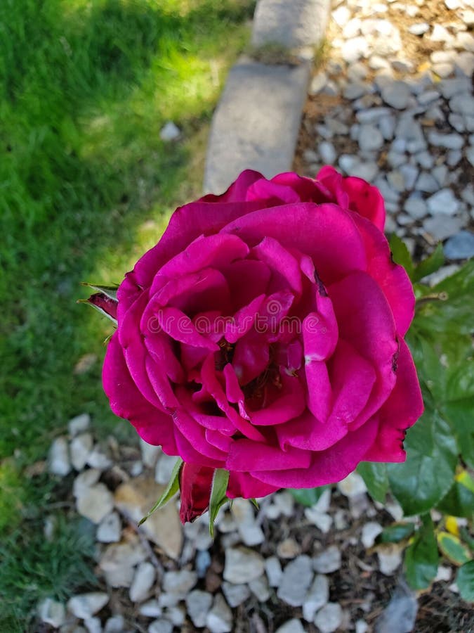 Summer rose in full bloom stock image. Image of pink - 188628403