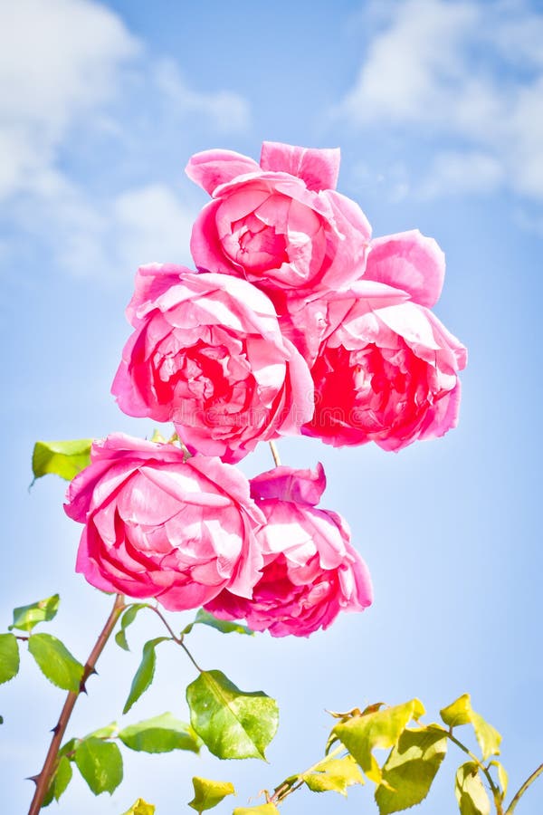 Summer roses stock photo. Image of beauty, nature, scene - 27597022