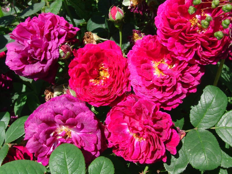 Summer Roses stock photo. Image of roses, blooms, purple - 151696528