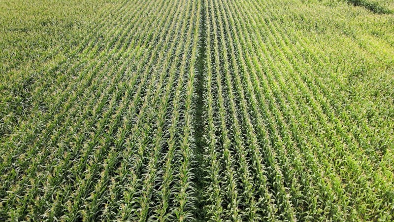 Summer Rows of Corn Stalks stock video. Video of green - 268884973