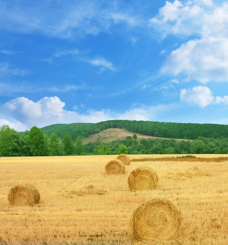 Summer Rural Landscape Panorama with a Blossoming Meadow Stock Image ...