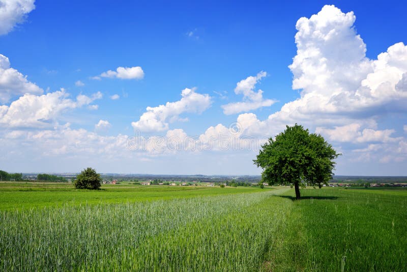Summer rural landscape stock photo. Image of countryside - 27191856