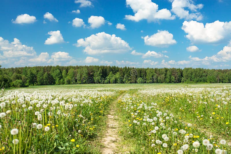 Summer Rural Landscape with a Blossoming Meadow Stock Photo - Image of ...