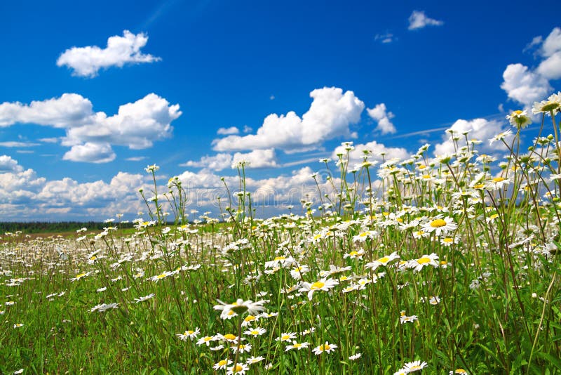 Summer Rural Landscape Panorama with a Blossoming Meadow Stock Image ...
