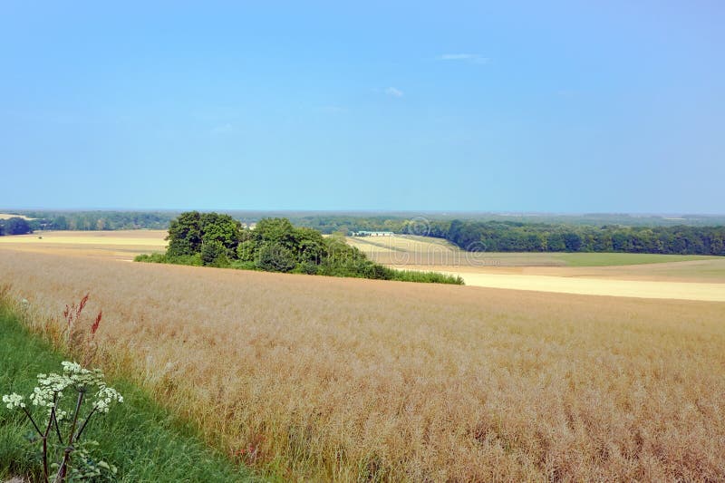 Summer rural landscape stock photo. Image of meadow, landscape - 63366780