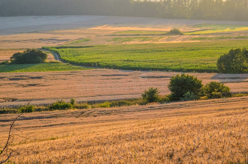 Summer rural landscape. stock photo. Image of grass, country - 97853396