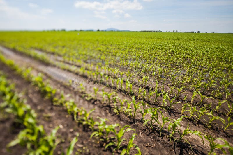 Summer Corn Fields with Sun, Saturated Landscape Stock Image - Image of ...