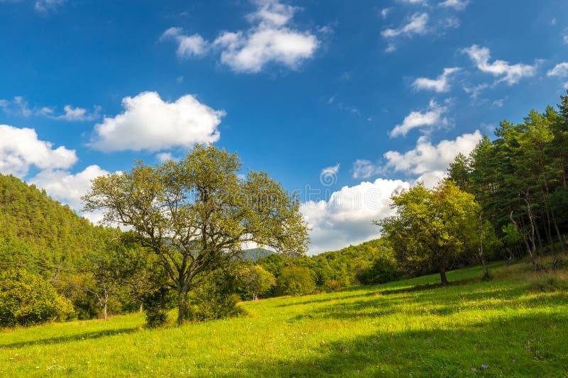 Summer Rural Landscape with Green Grass and Trees at Sunny Day Stock ...