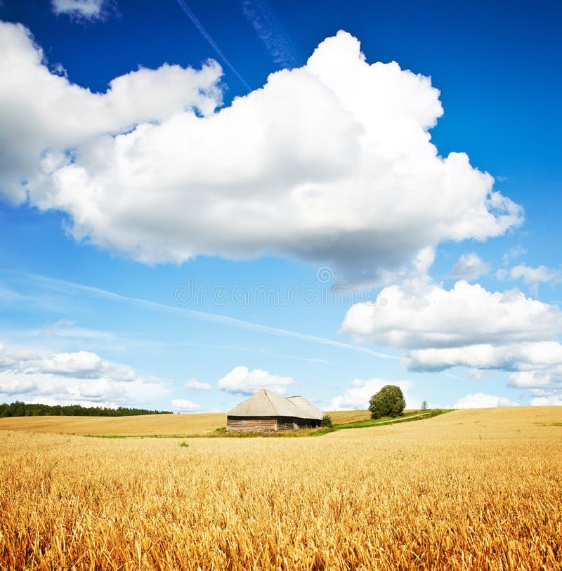 Summer rural landscape stock photo. Image of puffy, meadow - 44538160