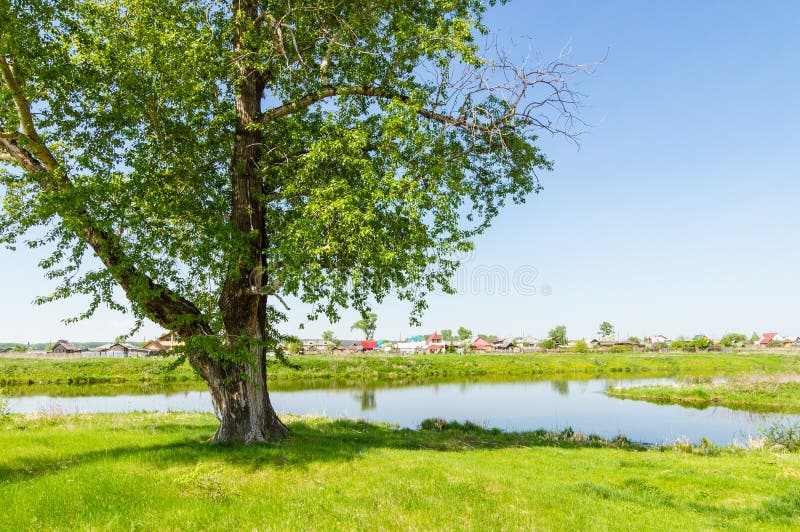 Summer Rural Landscape with Tree and River, Stock Image - Image of ...