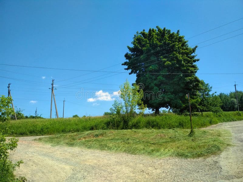 Summer stock image. Image of grass, tree, nature, midday - 152774455