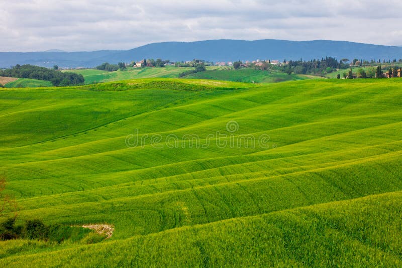 Summer Rural Landscape with Wavy Hills Stock Image - Image of silence ...