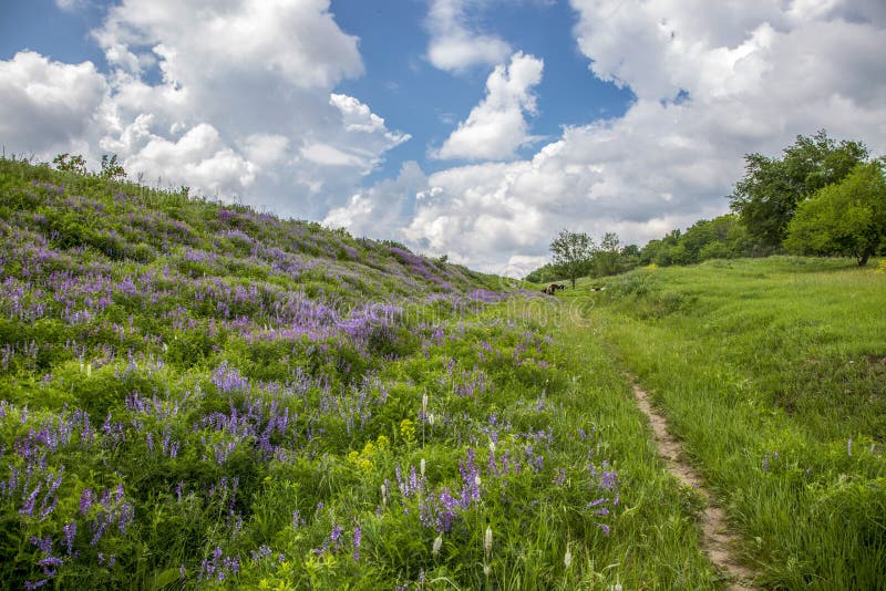 Summer Rural Landscape with Wildflowers Stock Image - Image of ...