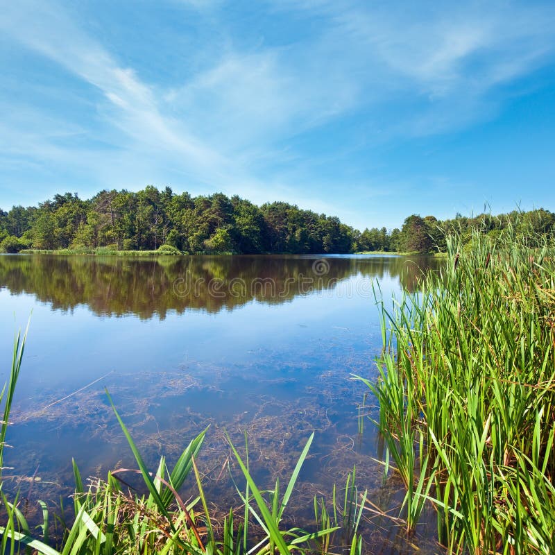 Summer rushy lake stock photo. Image of grove, rural - 298497780