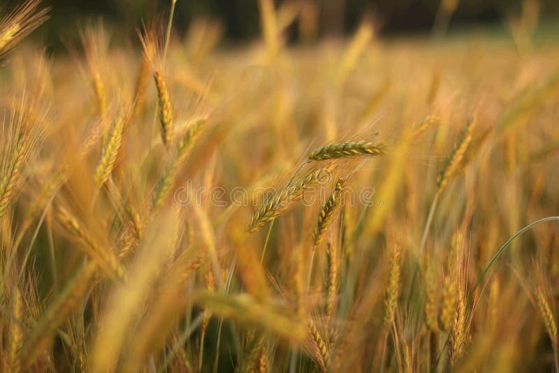 Summer rye stock photo. Image of farm, crop, grain, cereals - 39947688