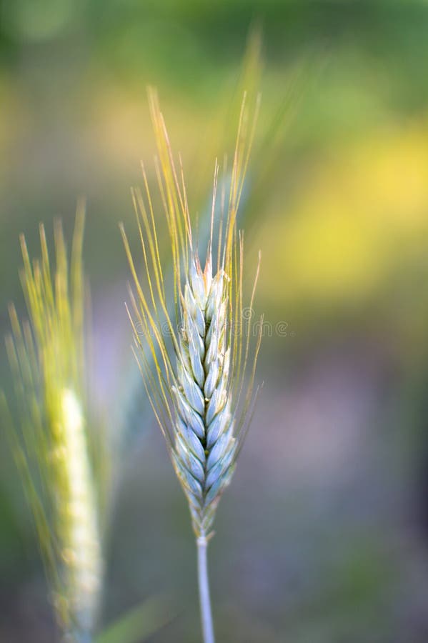 Summer rye stock image. Image of bread, food, country - 56234369