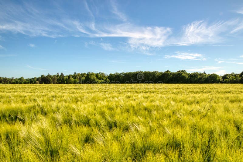 Summer rye in the sun stock photo. Image of summer, landscape - 223207518