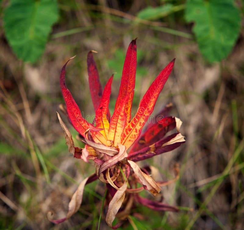 Summer s End stock image. Image of fireweed, plant, close - 43353807