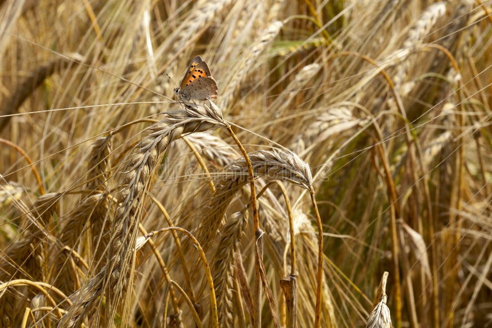 Summer scene stock photo. Image of copper, barley, ripe - 15643270