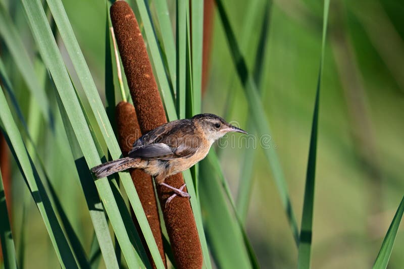 Cute Little Marsh Wren Sits Perched on a Cattail in a Marsh Stock Photo ...