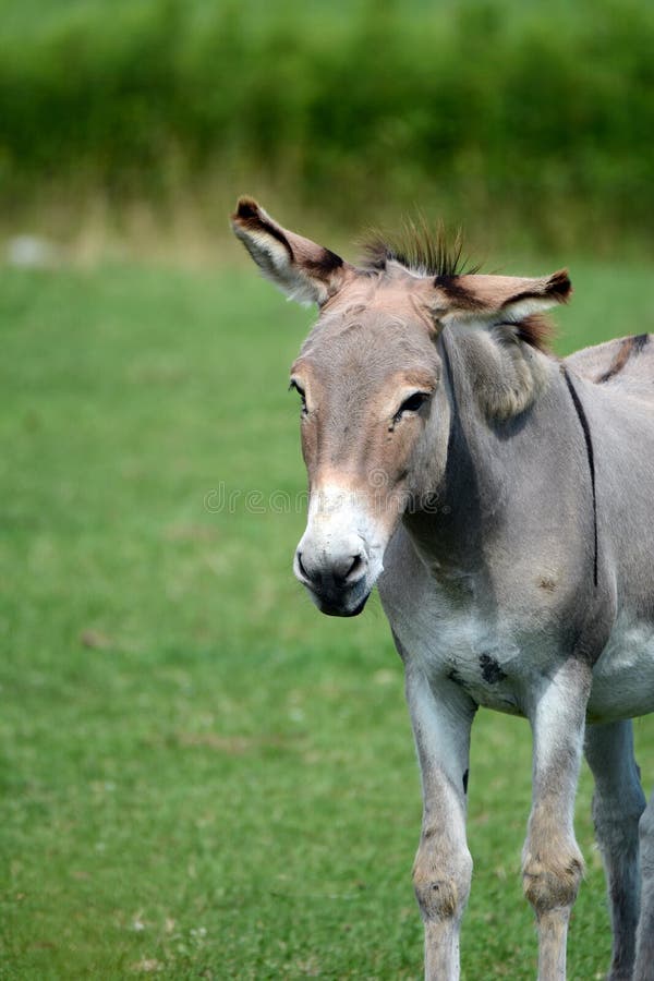 Donkey standing in pasture stock photo. Image of hair - 259033148