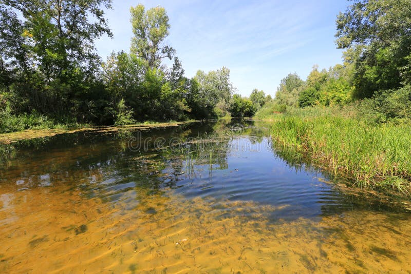 Summer scene on river stock photo. Image of russian, plant - 33510926