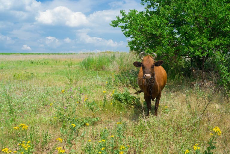 Summer Scenery in Cows Community Stock Image - Image of farming, season ...