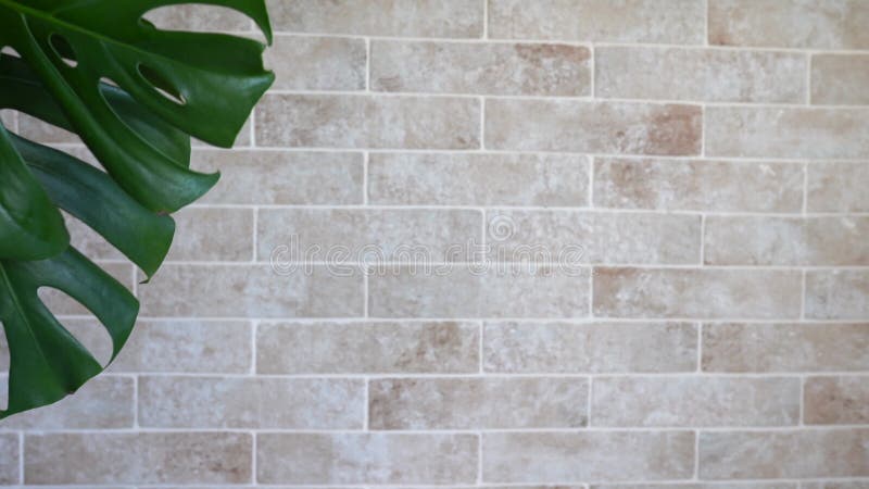 Summer Scenery with Tropical Monstera Leaves on Brick Wall Background ...