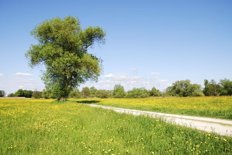 Summer scenic stock photo. Image of spring, country, summer - 20382116